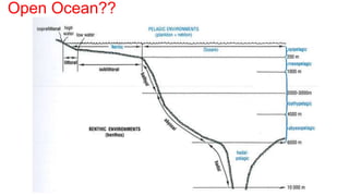 Vertical Structure of the Open Ocean: Biology of the Mixed Layer | PPTX