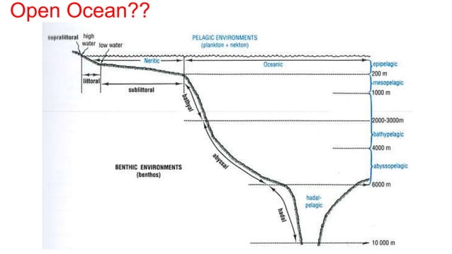 Vertical Structure of the Open Ocean: Biology of the Mixed Layer | PPTX