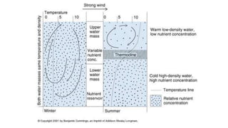 Vertical Structure of the Open Ocean: Biology of the Mixed Layer | PPTX