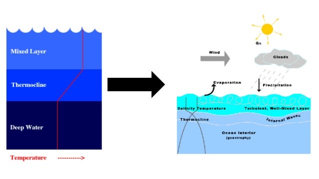 Vertical Structure of the Open Ocean: Biology of the Mixed Layer