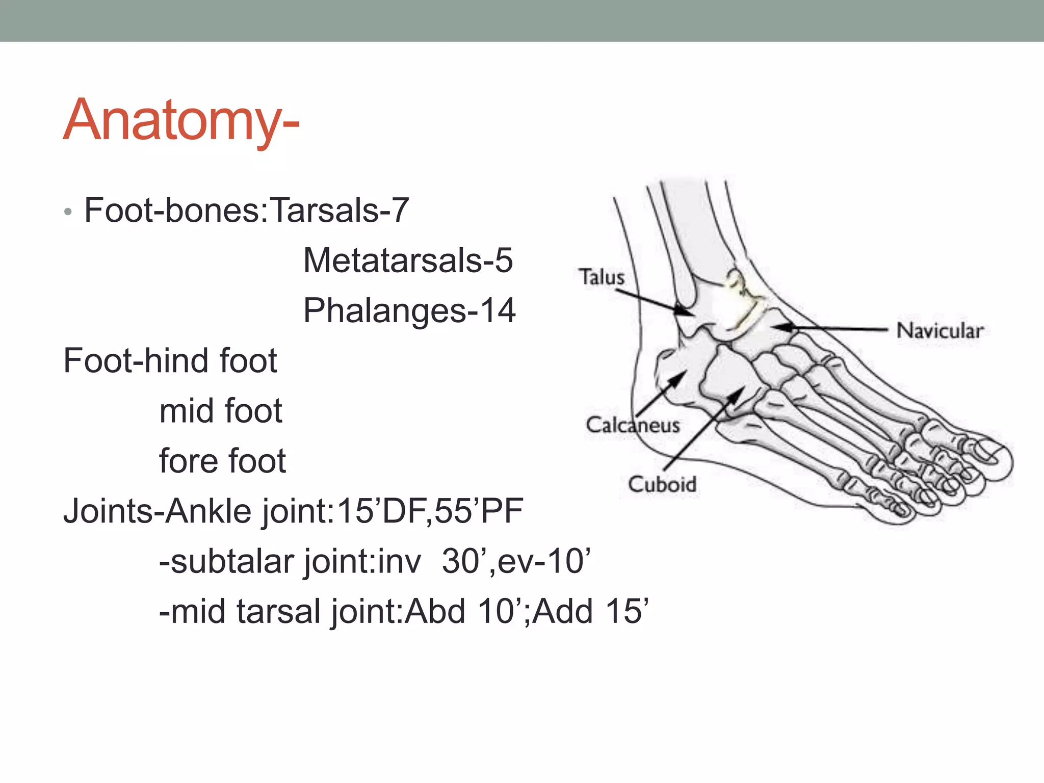 Vertical talus | PPTX