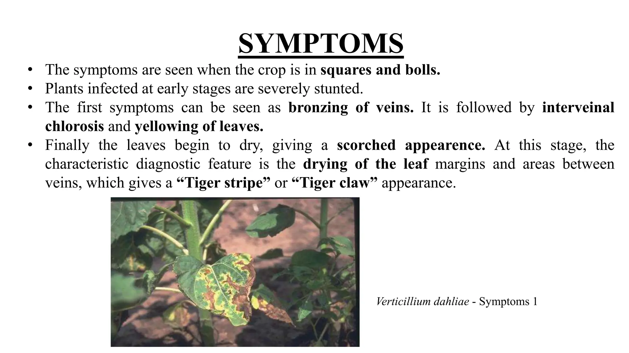 VERTICILLIUM WILT OF COTTON ( Causal Organism- Verticillium dahliae ...