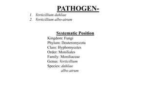 VERTICILLIUM WILT OF COTTON ( Causal Organism- Verticillium dahliae ...