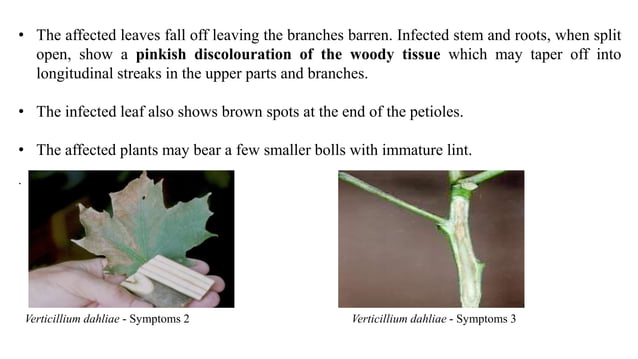 VERTICILLIUM WILT OF COTTON ( Causal Organism- Verticillium dahliae ...
