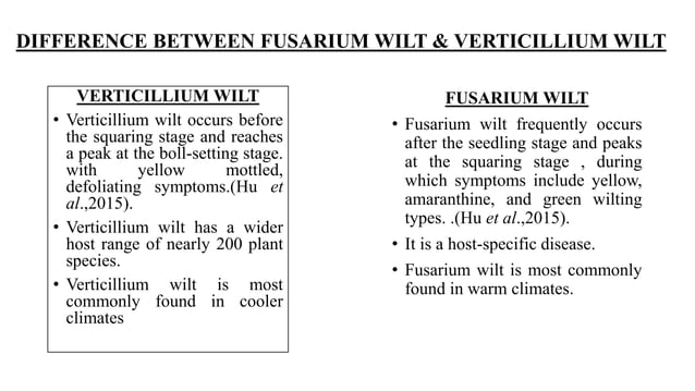 VERTICILLIUM WILT OF COTTON ( Causal Organism- Verticillium dahliae ...