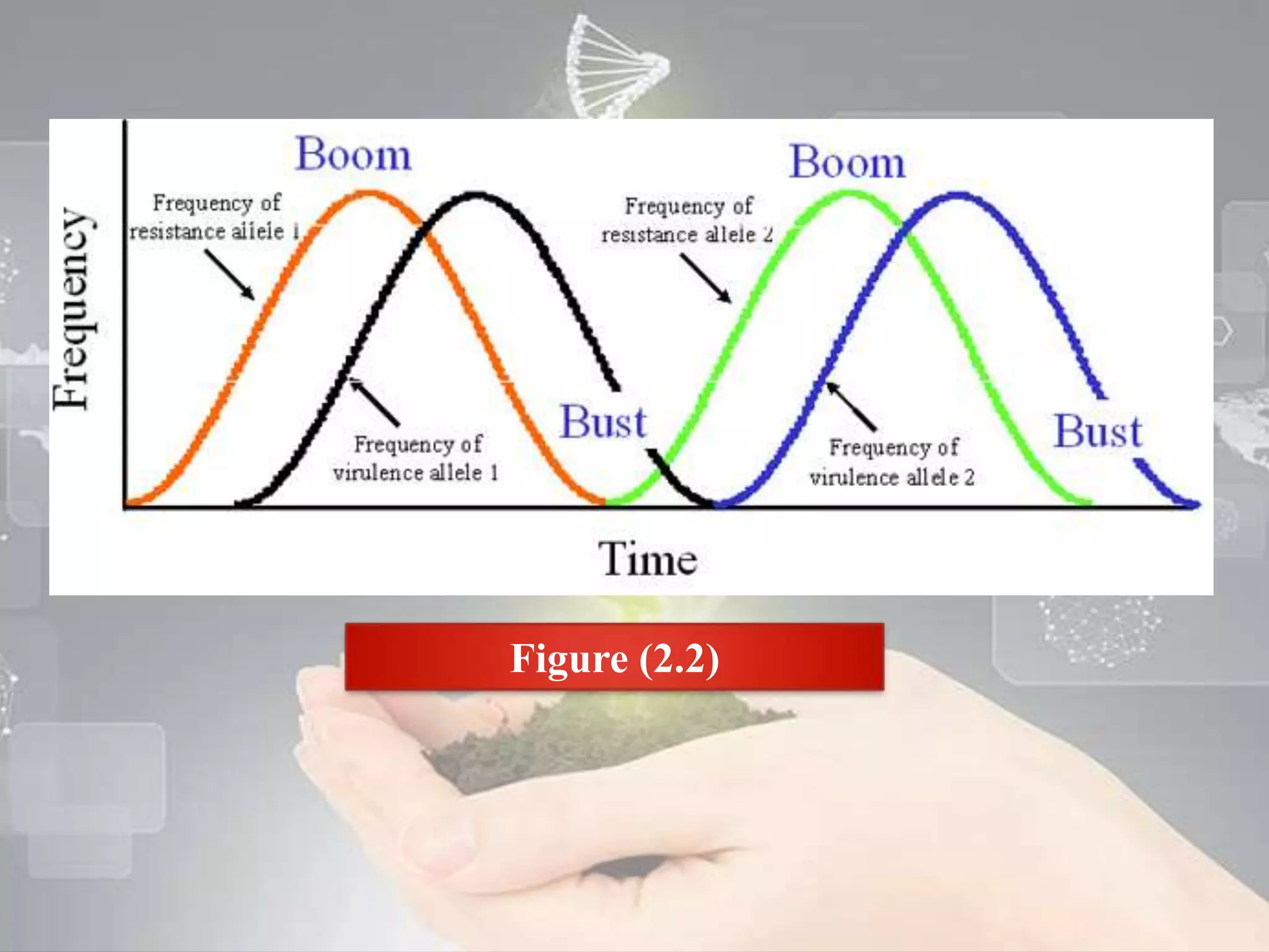 Vertifolia effect and boom and bust cycle | PPTX
