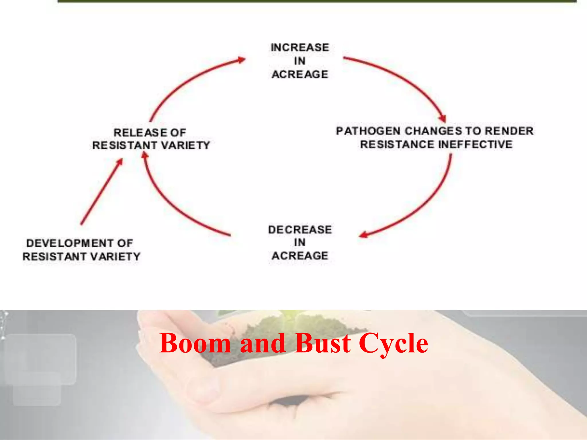 Vertifolia effect and boom and bust cycle | PPTX