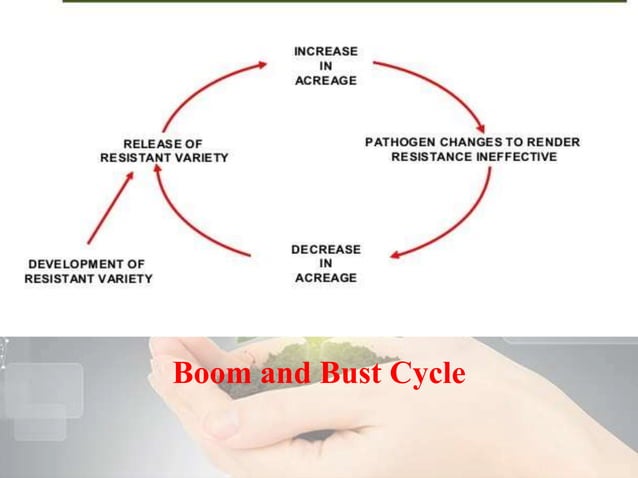 Vertifolia effect and boom and bust cycle | PPTX | Agriculture | Industries