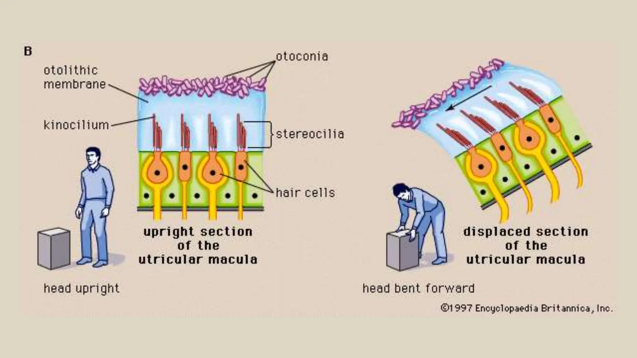 Vertigo and Nystagmus - Clinical approach.pptx