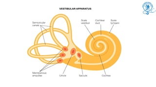 An approach to vertigo with flowchart algorithm | PPTX | Ear, Nose and ...
