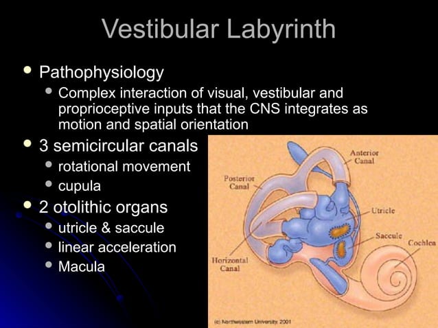 VertigoandDizziness.ppt................... | PPT