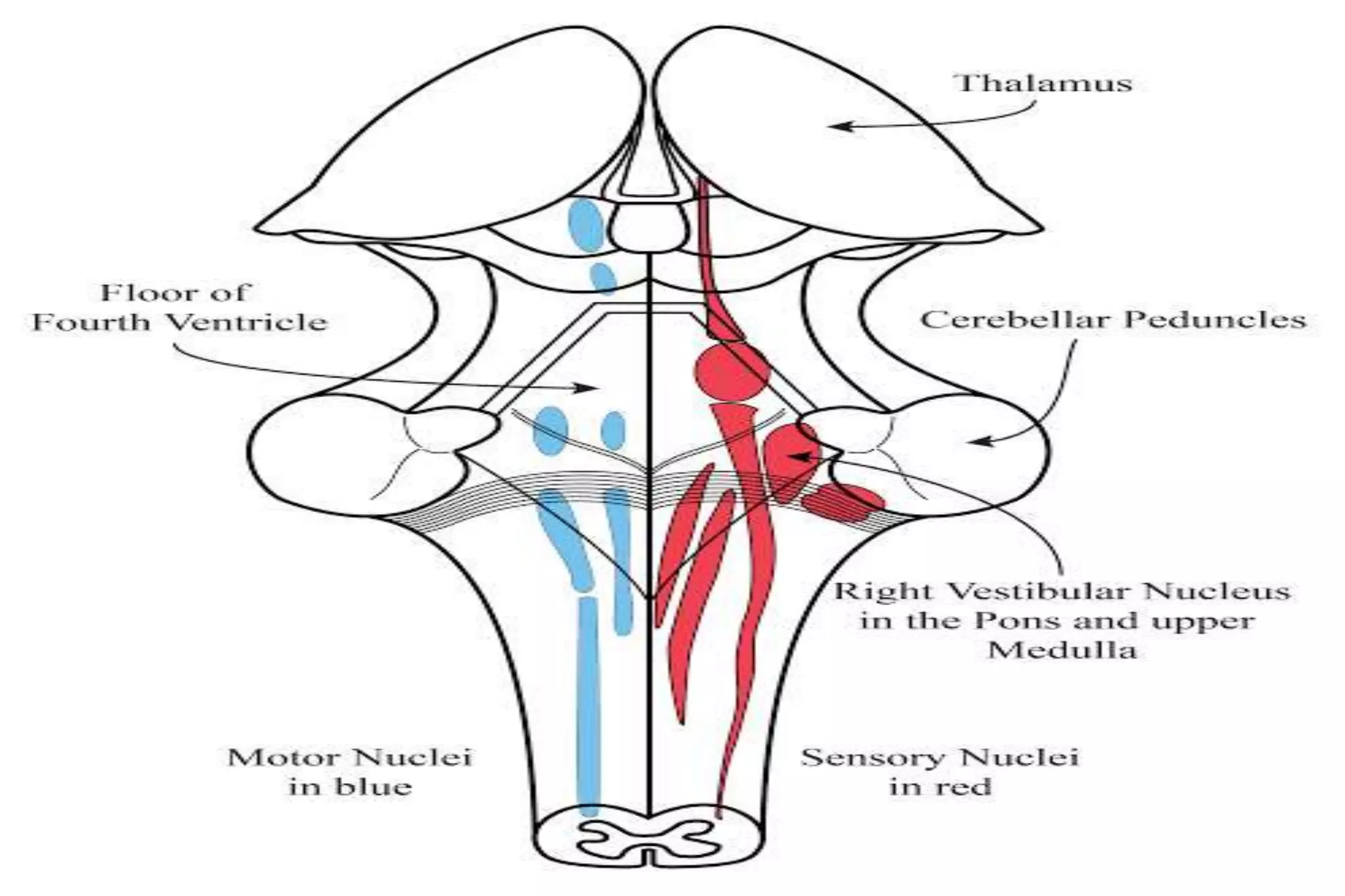Vertigo & Dizziness: Diagnosis, Management | PPT