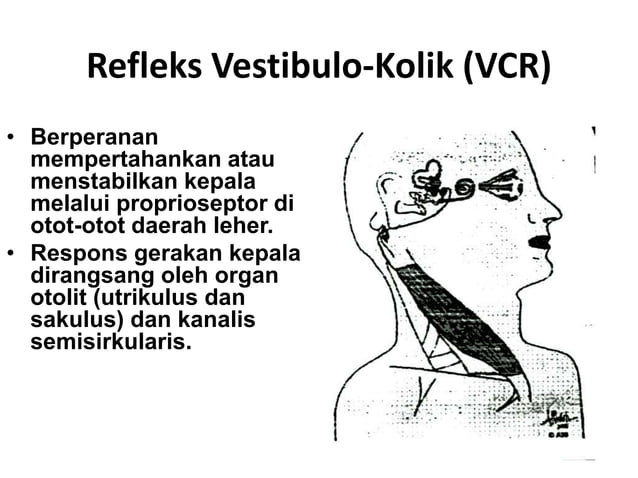 Vertigo Work up & management pptx.pptx
