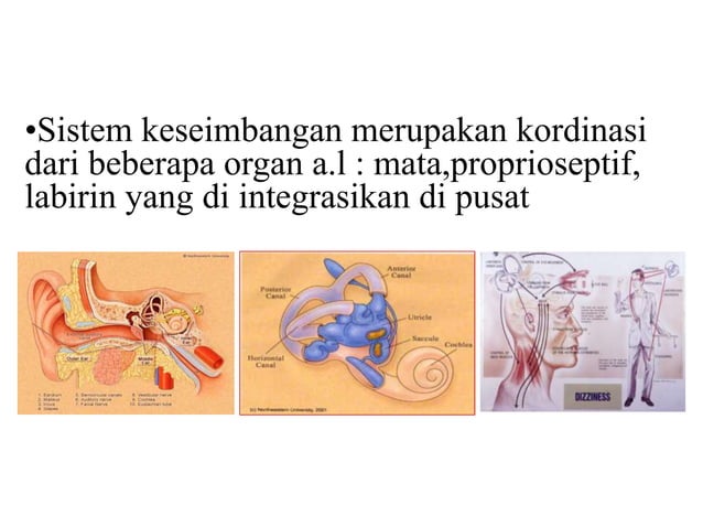 Vertigo Work up & management pptx.pptx