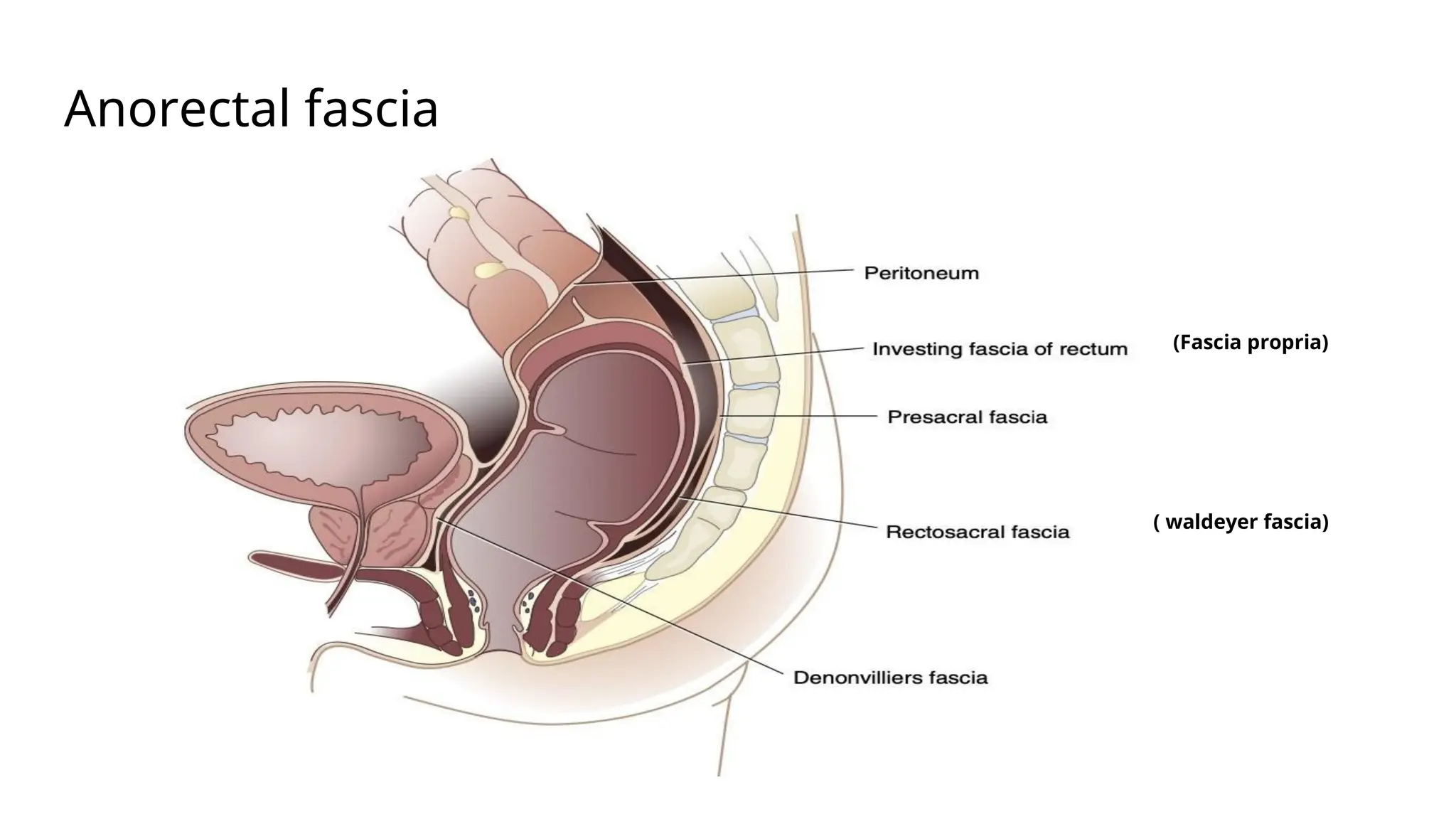 vertopal.com_anorectal anatomy of canal 1.ppt