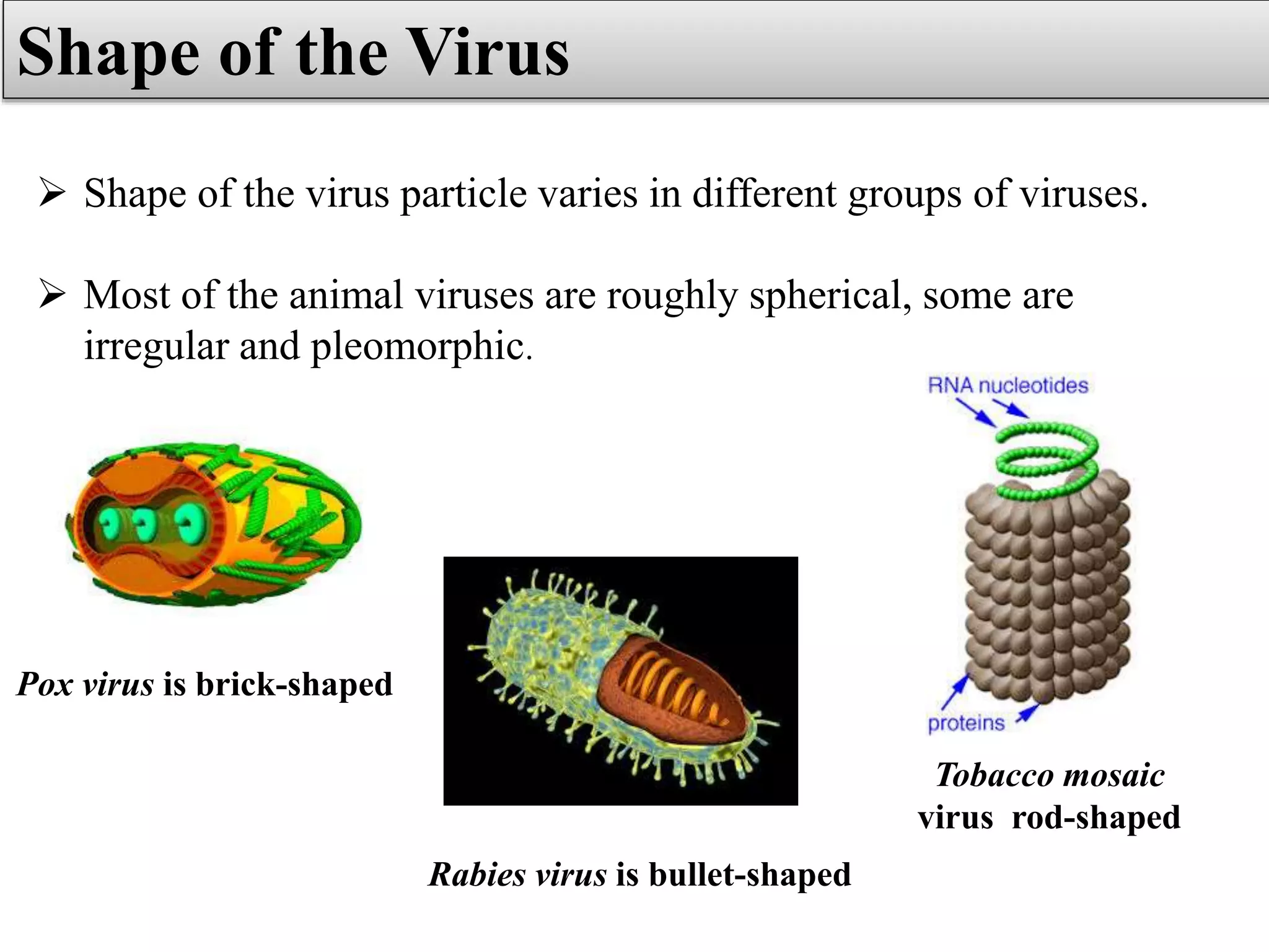 VIRUSES | PPTX