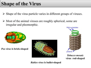 VIRUSES | PPTX