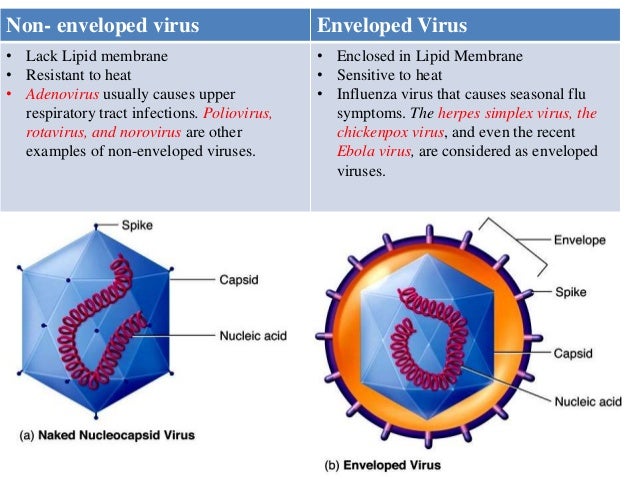 VIRUSES