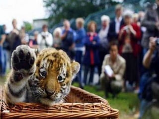 Very Cute Animal Pictures | PPSX