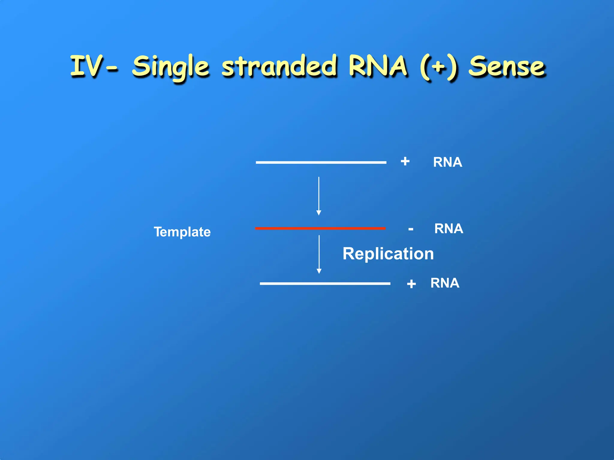 the fundementals and the basics of the viral replication cycle.pptx