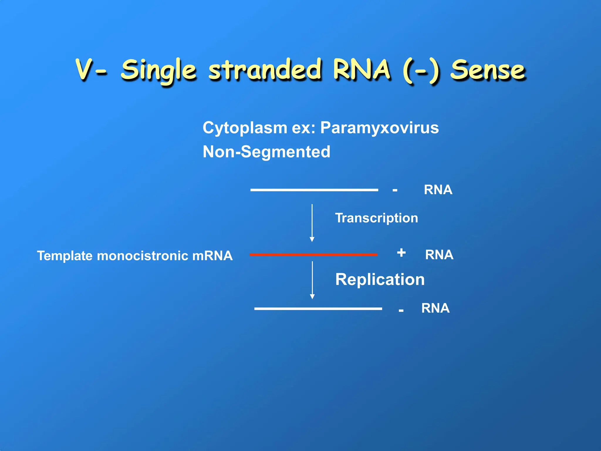 the fundementals and the basics of the viral replication cycle.pptx