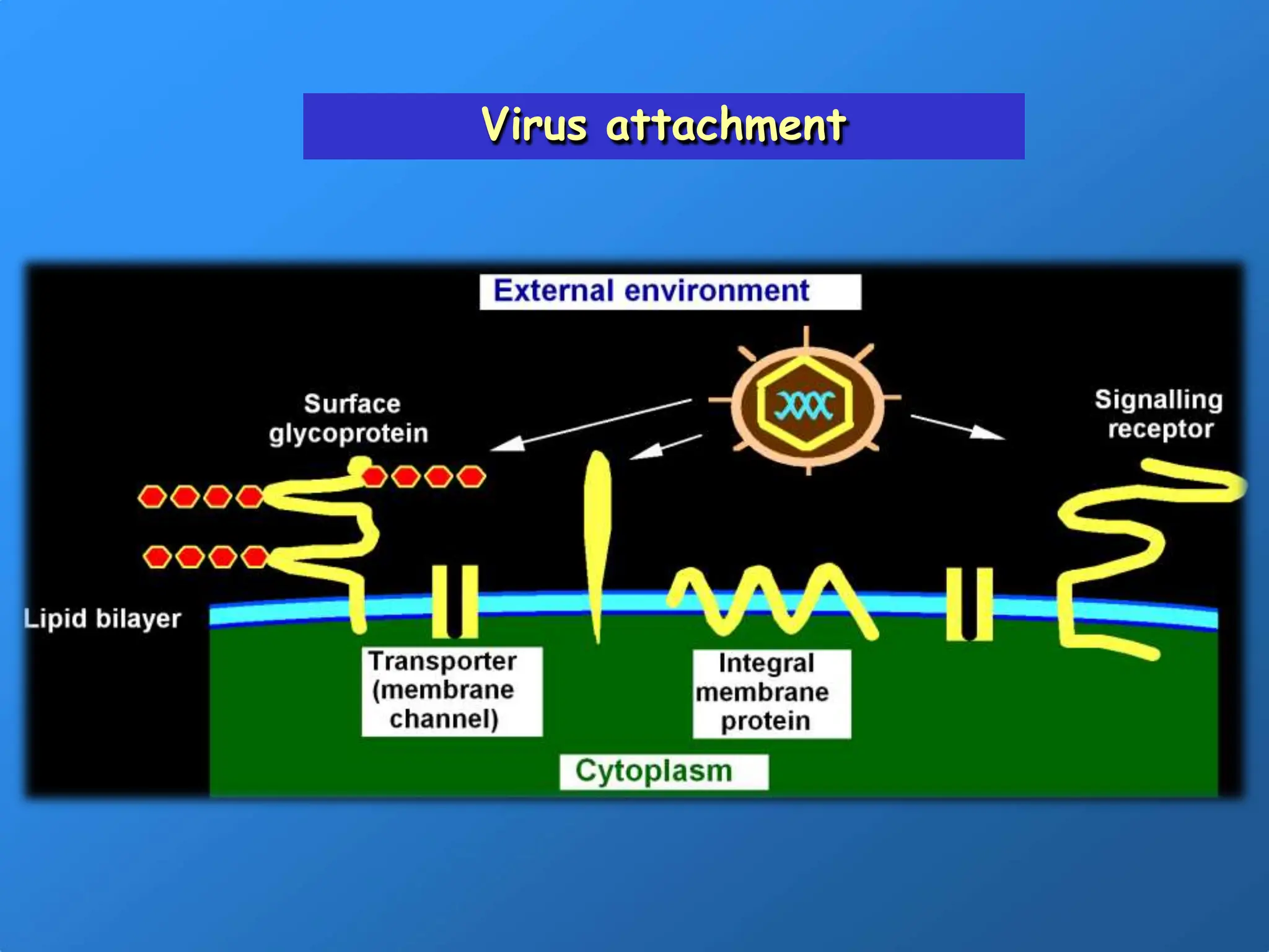 the fundementals and the basics of the viral replication cycle.pptx
