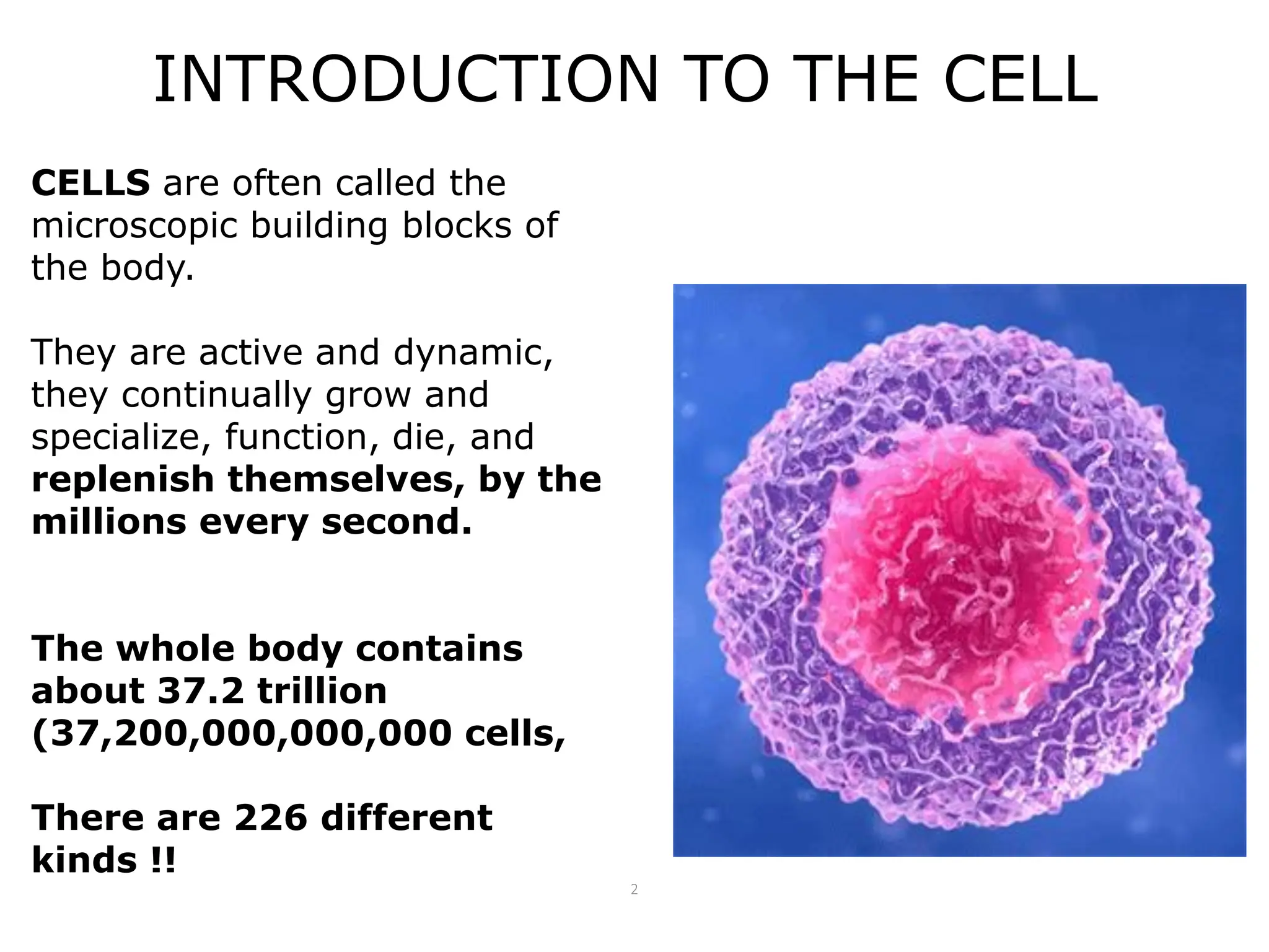 very short presentation about Cells and Tissues.pdf
