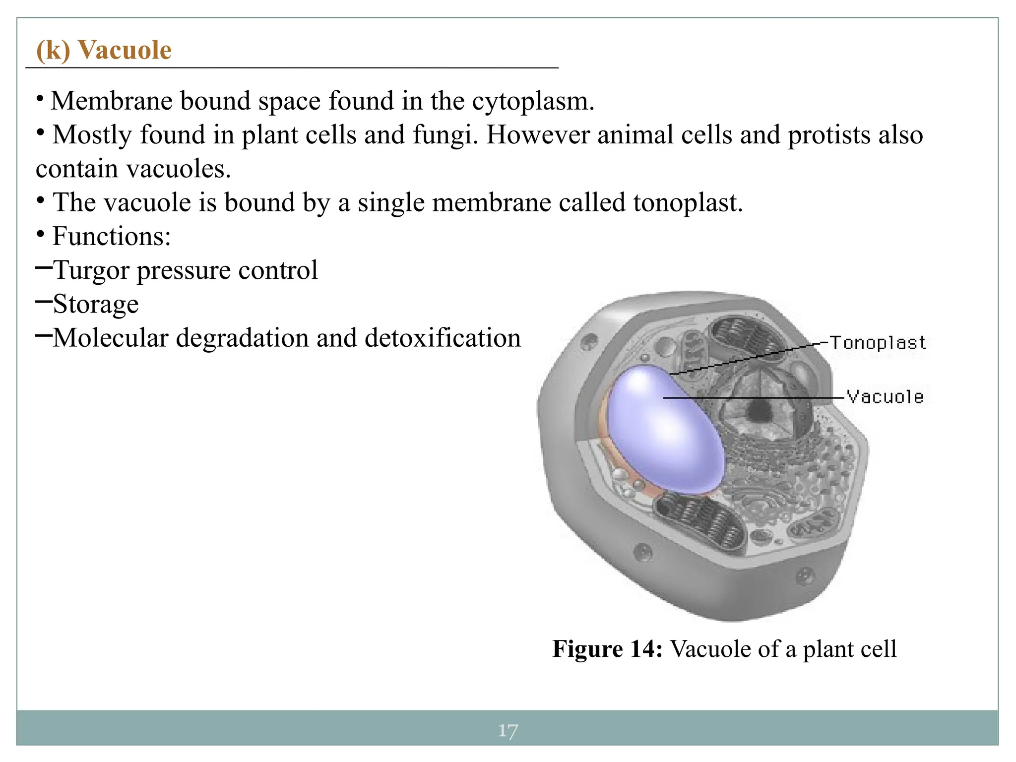very ver awesome CELLS ARE AWESOME -180816111539.pptx