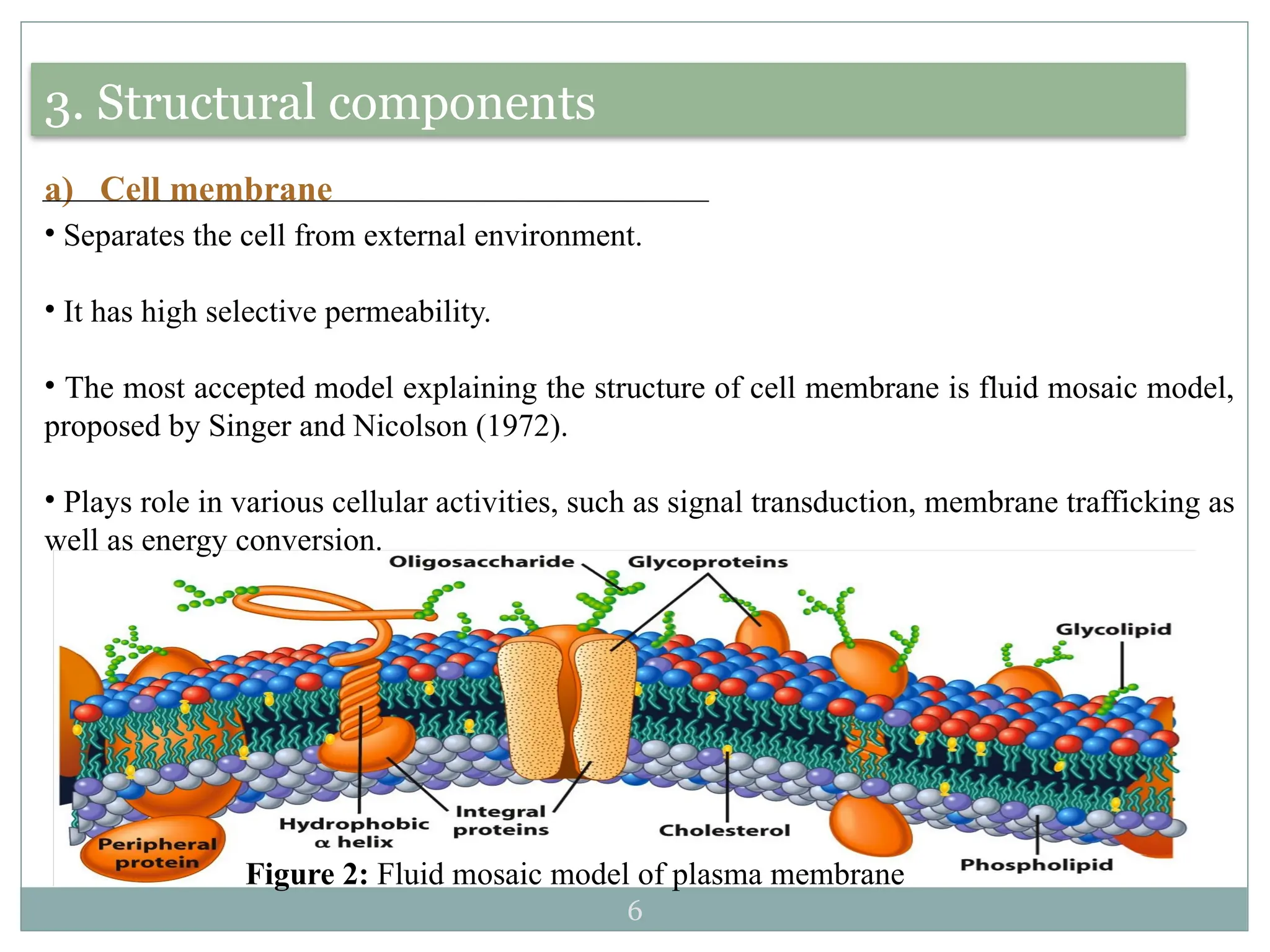 very ver awesome CELLS ARE AWESOME -180816111539.pptx