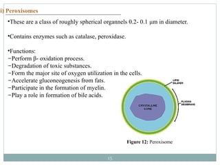 very ver awesome CELLS ARE AWESOME -180816111539.pptx