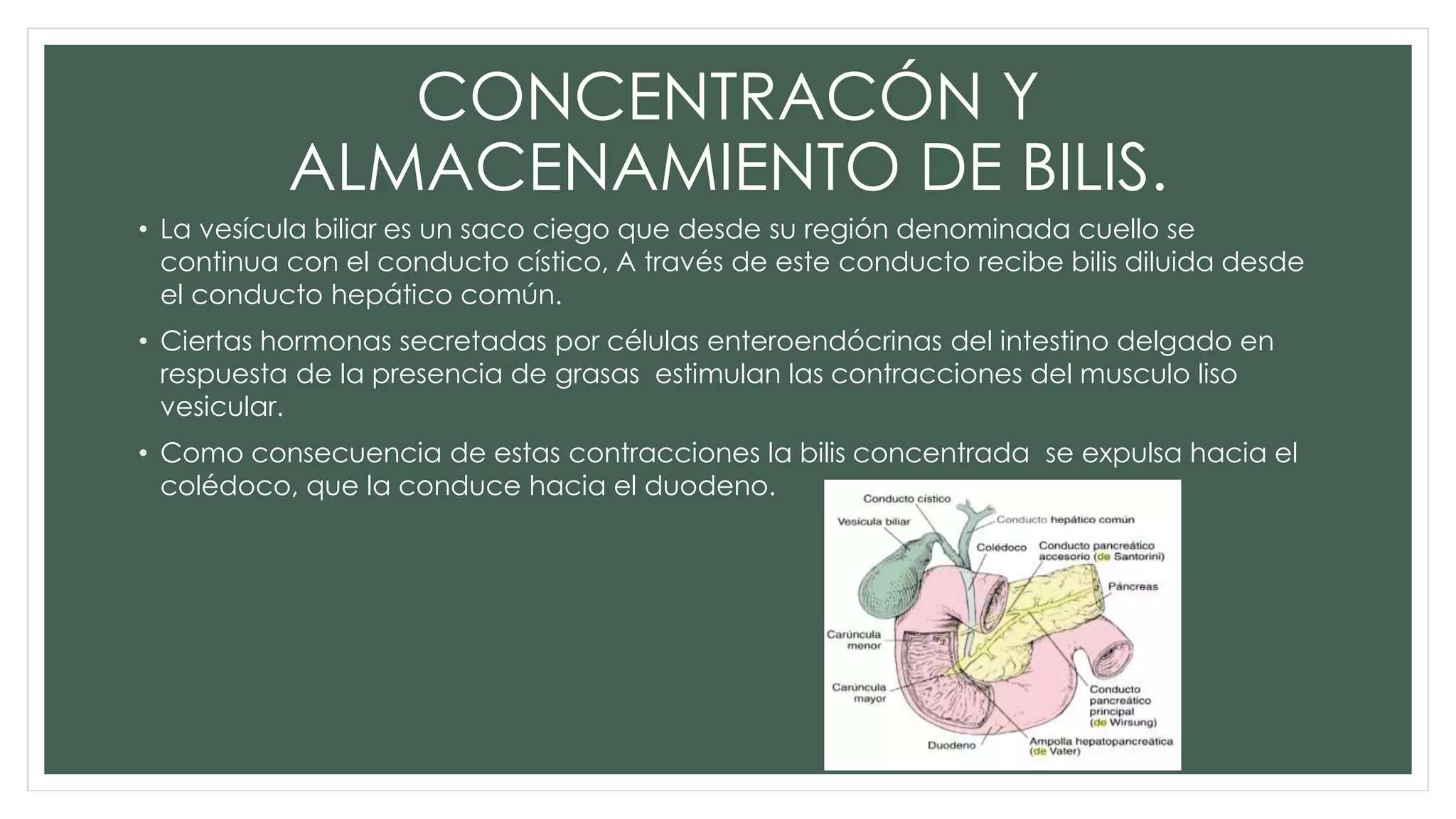 Histología de vesícula biliar y vías biliares | PPTX