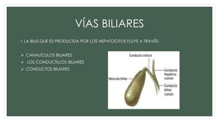 Histología de vesícula biliar y vías biliares | PPTX