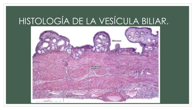 Vesicula Biliar Anatomia Histologia Funcao E Calculos Kenhub Images Vesicula Biliar Anatomia Histologia Funcao E Calculos Kenhub Images