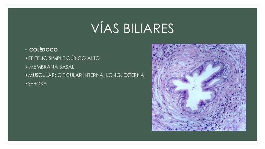 Histología de vesícula biliar y vías biliares