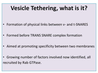 ''VESICLE TETHERING'' Presentation By KATE, Wisdom Deebeke | PPT