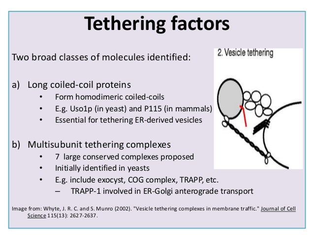 ''VESICLE TETHERING'' Presentation By KATE, Wisdom Deebeke