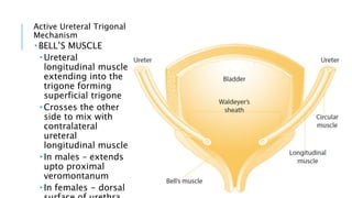 Vesicoureteral reflux | PPTX