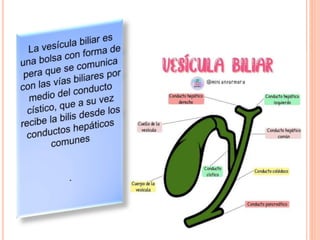 vesicula.pptxhhhhhhhhhhhhhhhhhhhhhhhhhhhhhhh | PPT