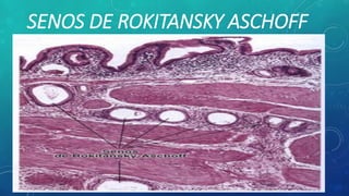 Vesicula biliar | PDF