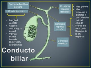 Vesicula biliar | PPTX
