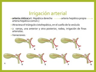 Variaciones De La Arteria Cística