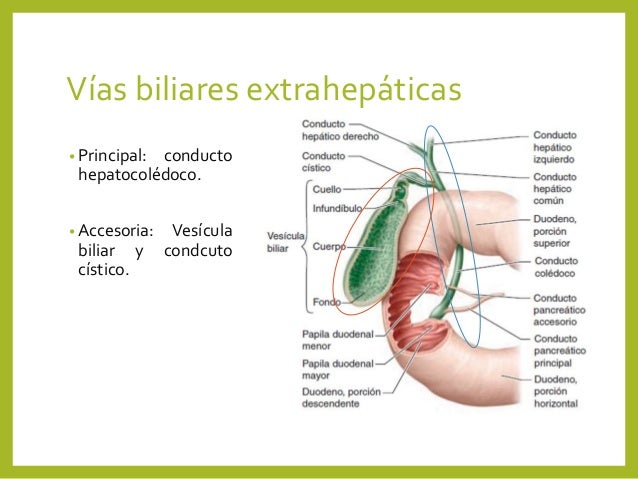 Vesicula Biliar Y Conducto Biliares Vesicula Biliar Vesicula Y Images