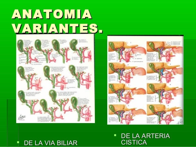 Vesicula biliar y vias biliares