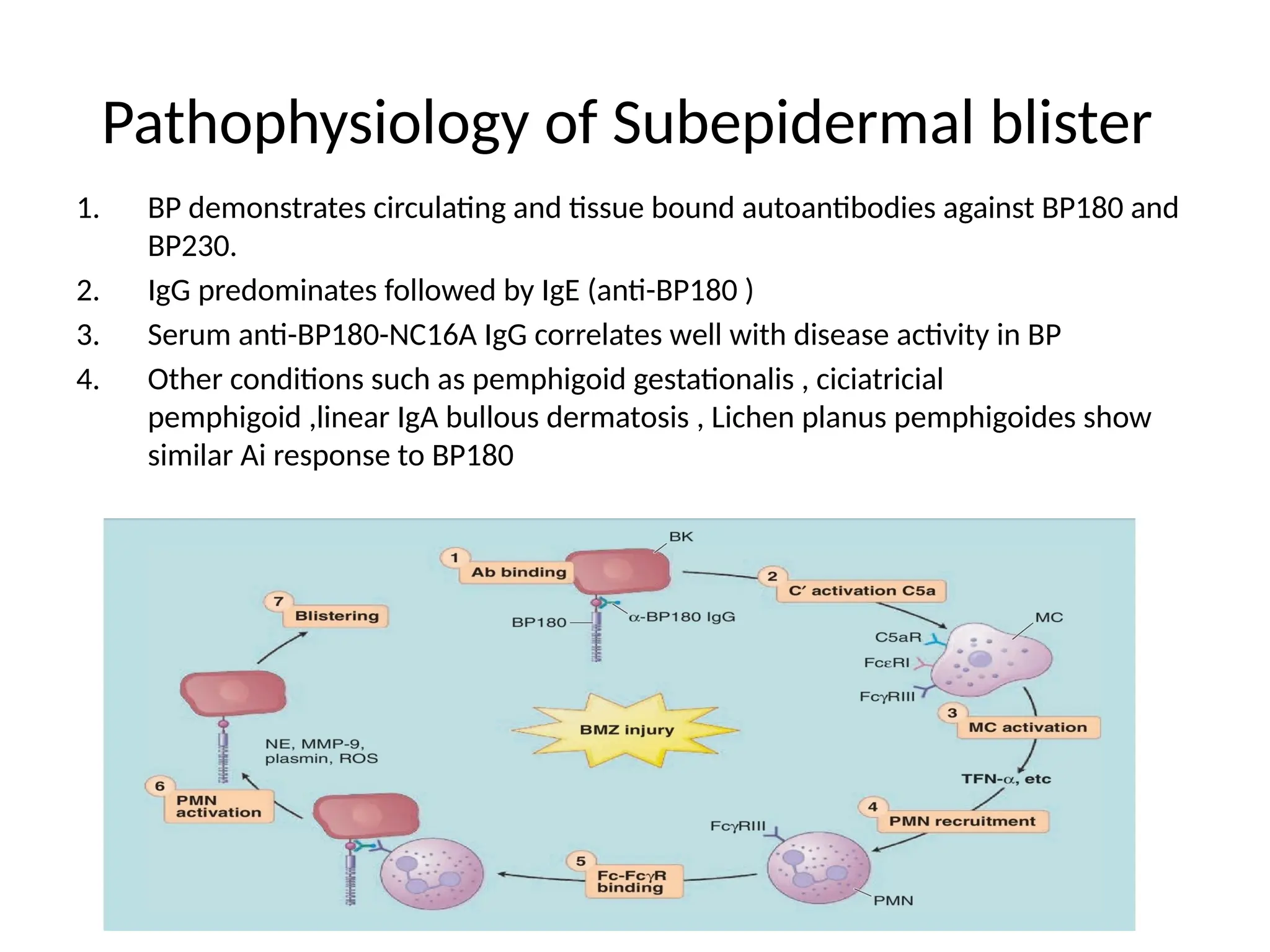 bullous dermatosis in dermatology part 2.pptx