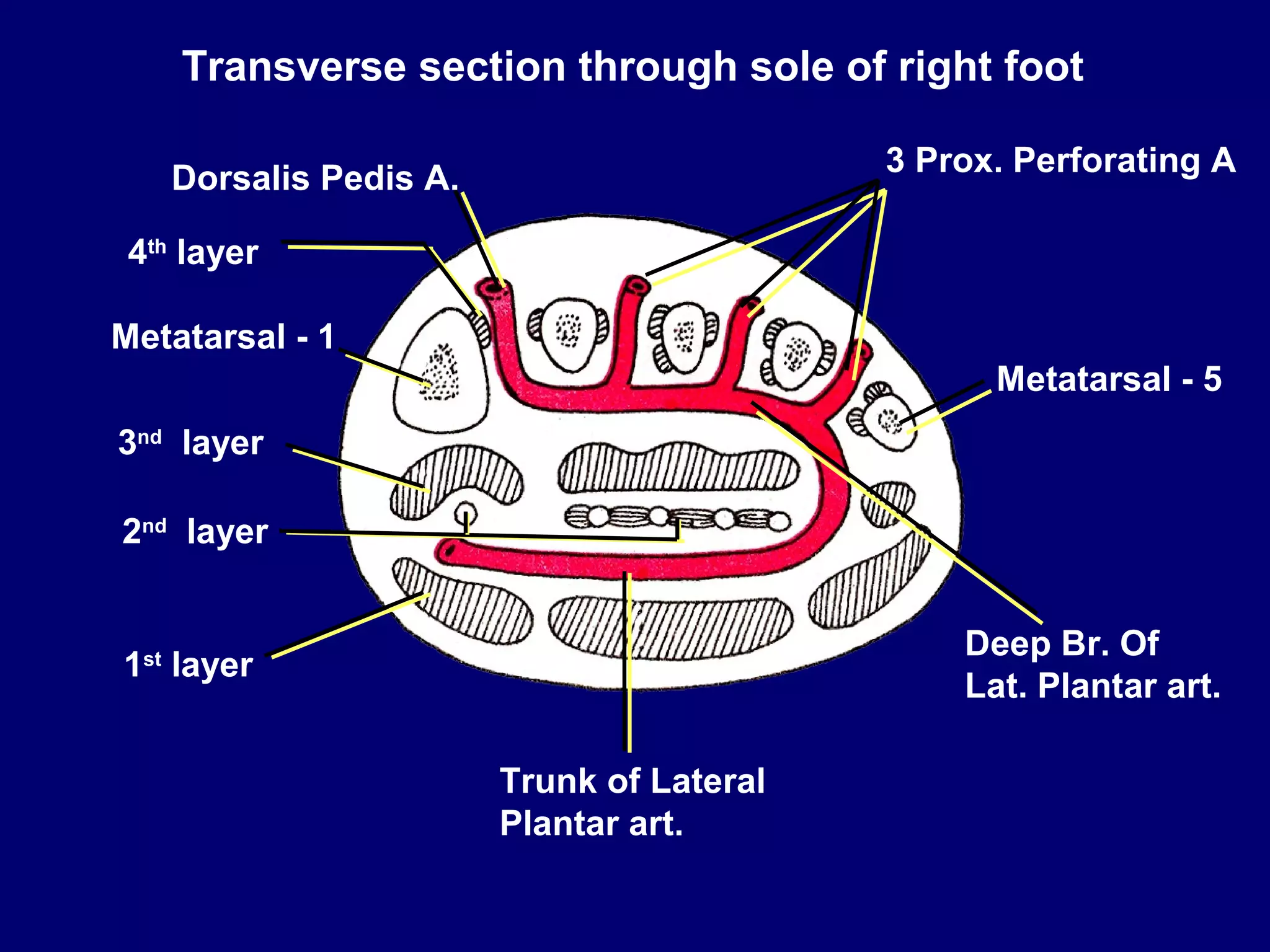 Vessels and nerves of sole of foot | PPT