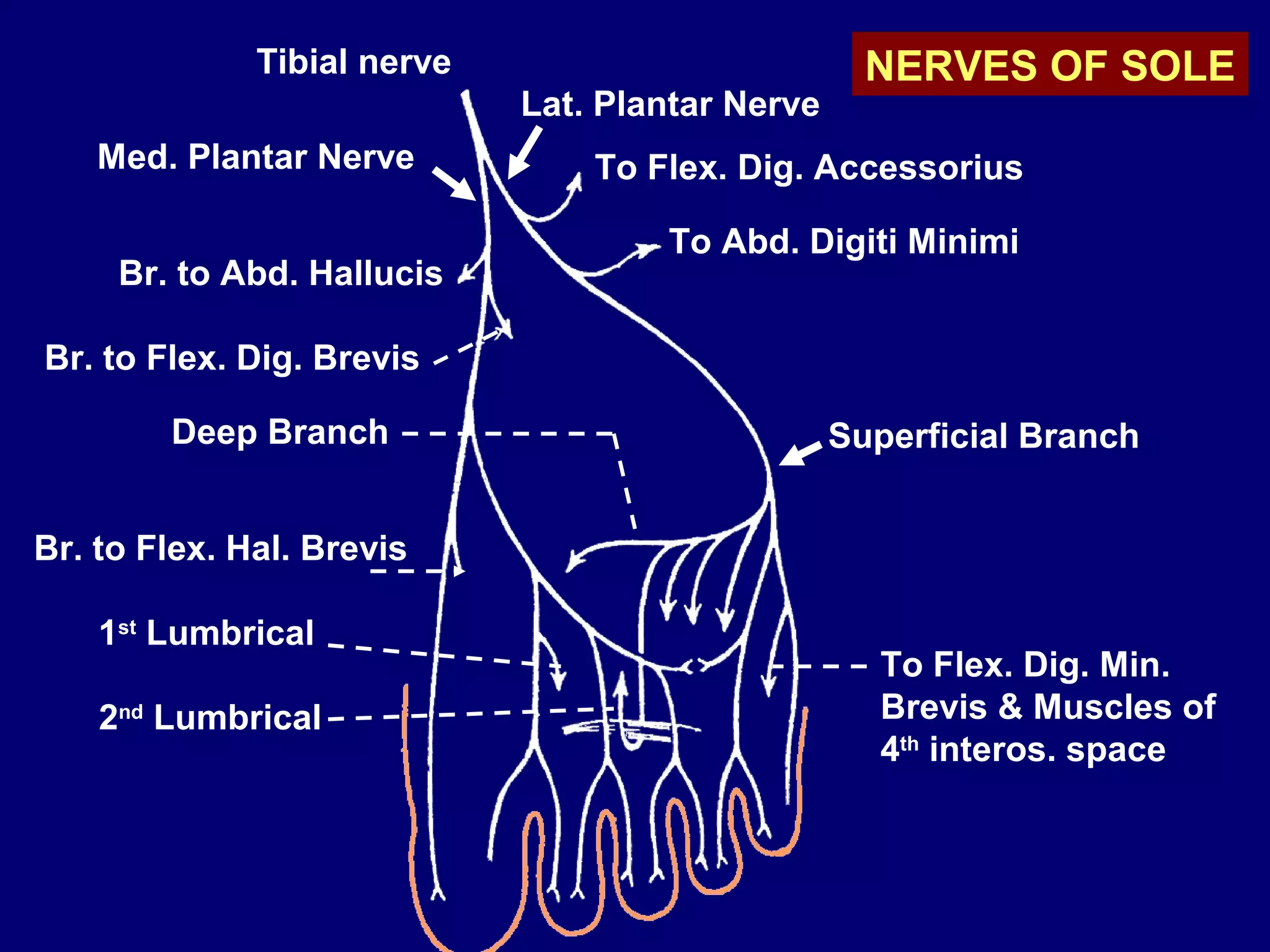 Vessels and nerves of sole of foot | PPT