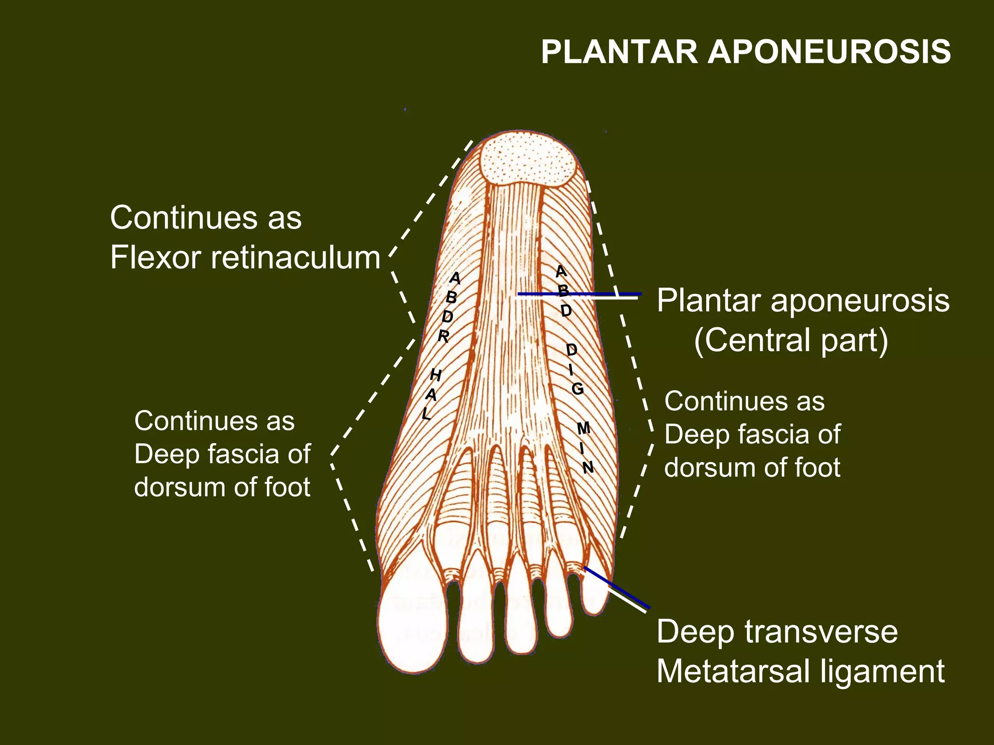 Vessels and nerves of sole of foot | PPT