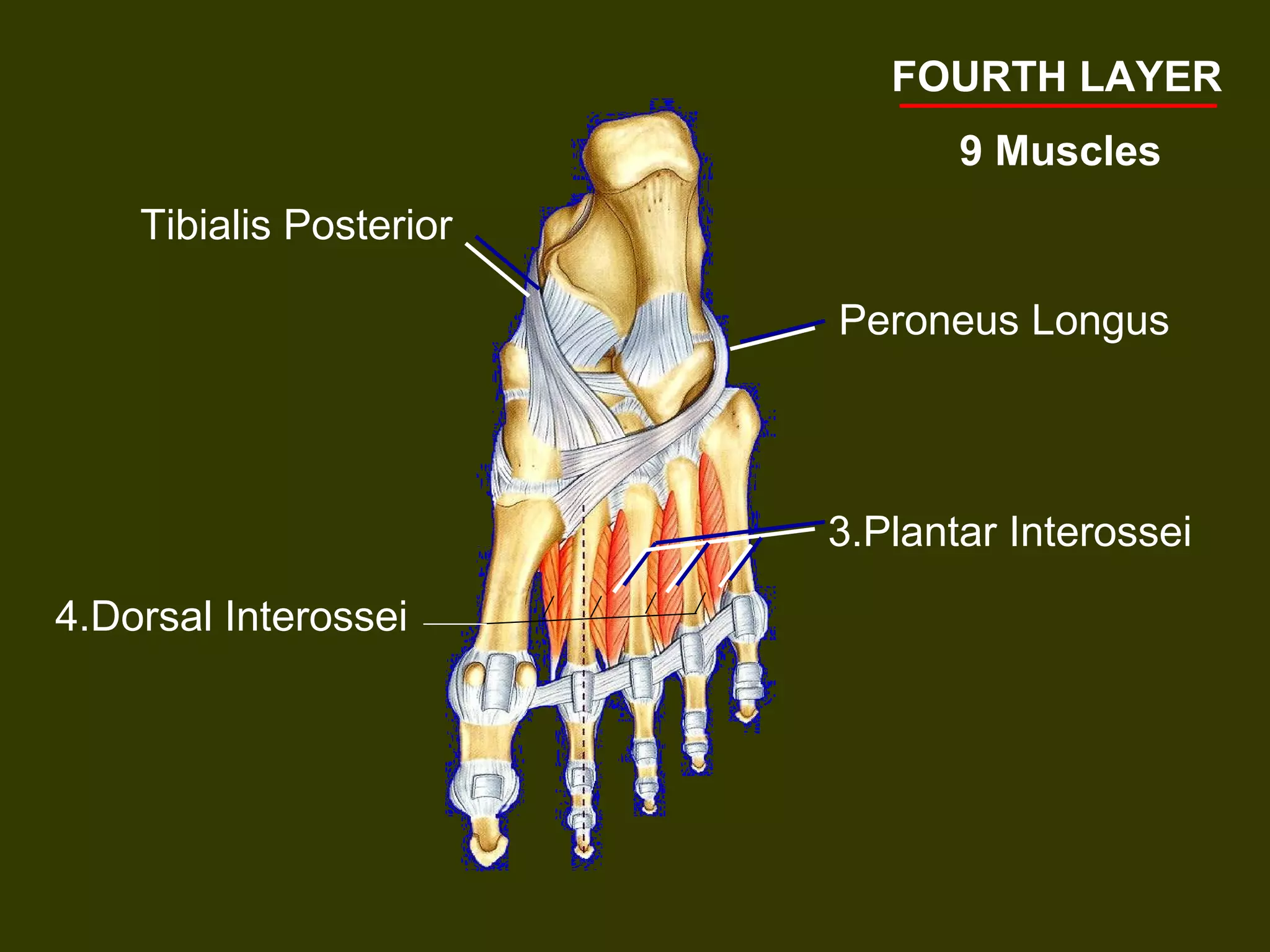 Vessels and nerves of sole of foot | PPT