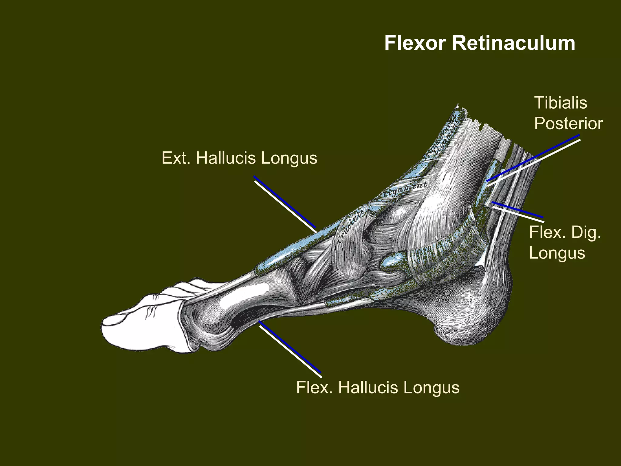 Vessels and nerves of sole of foot | PPT