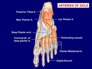 Vessels and nerves of sole of foot | PPT